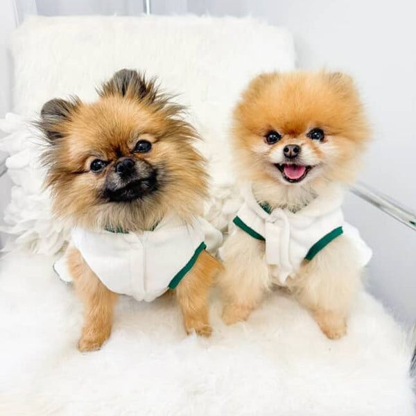 Sporty Pooch | Stylish Activewear for Small and Medium Dogs