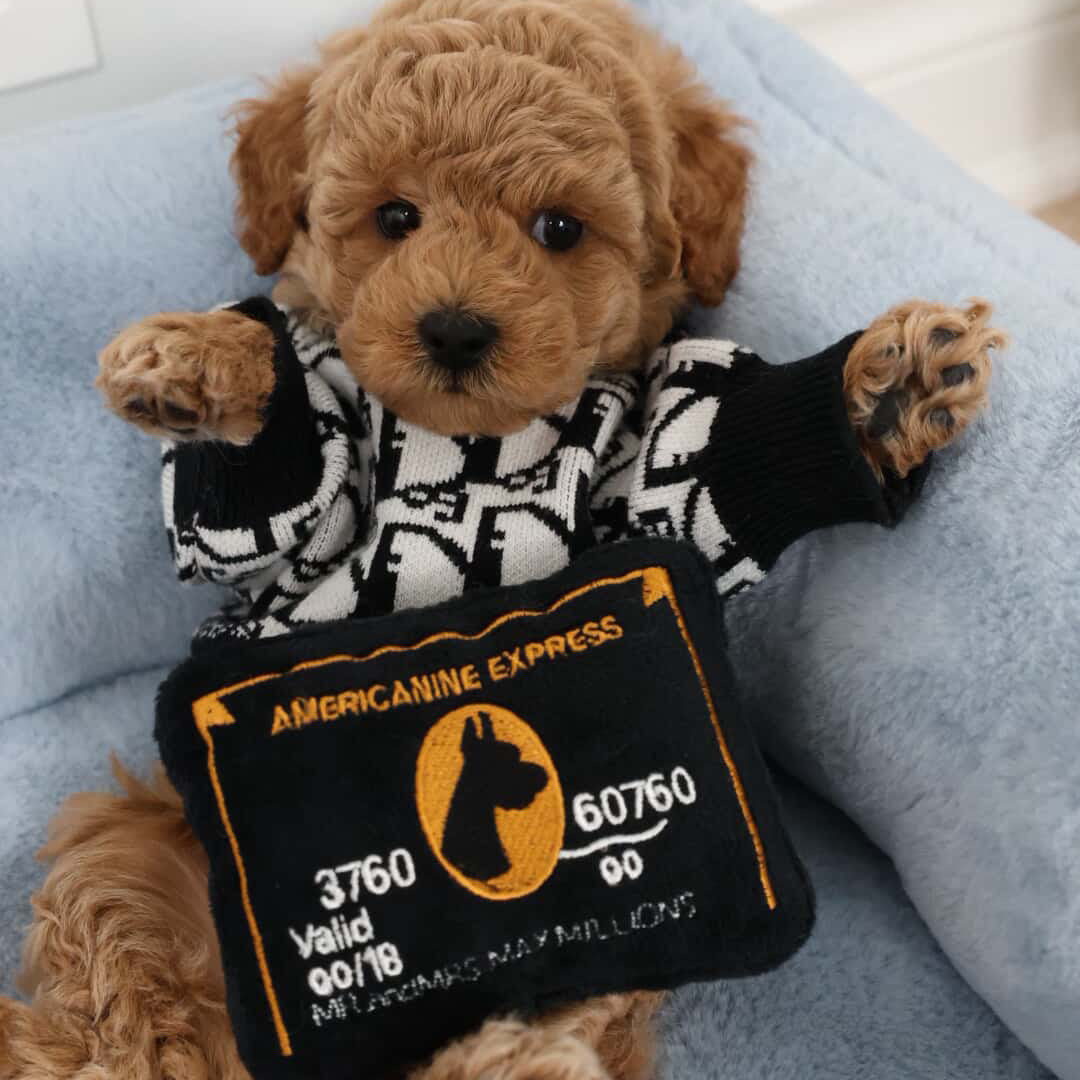 American Express Dog Toy