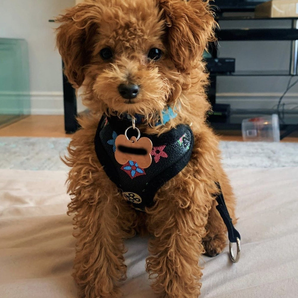 Pawtton Harness & Leash | Stylish and Comfortable for Your Furbaby